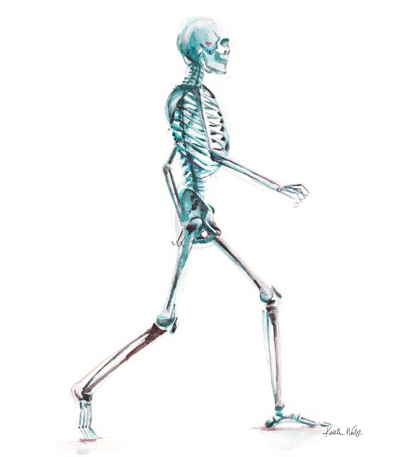 Animated Skeletal System