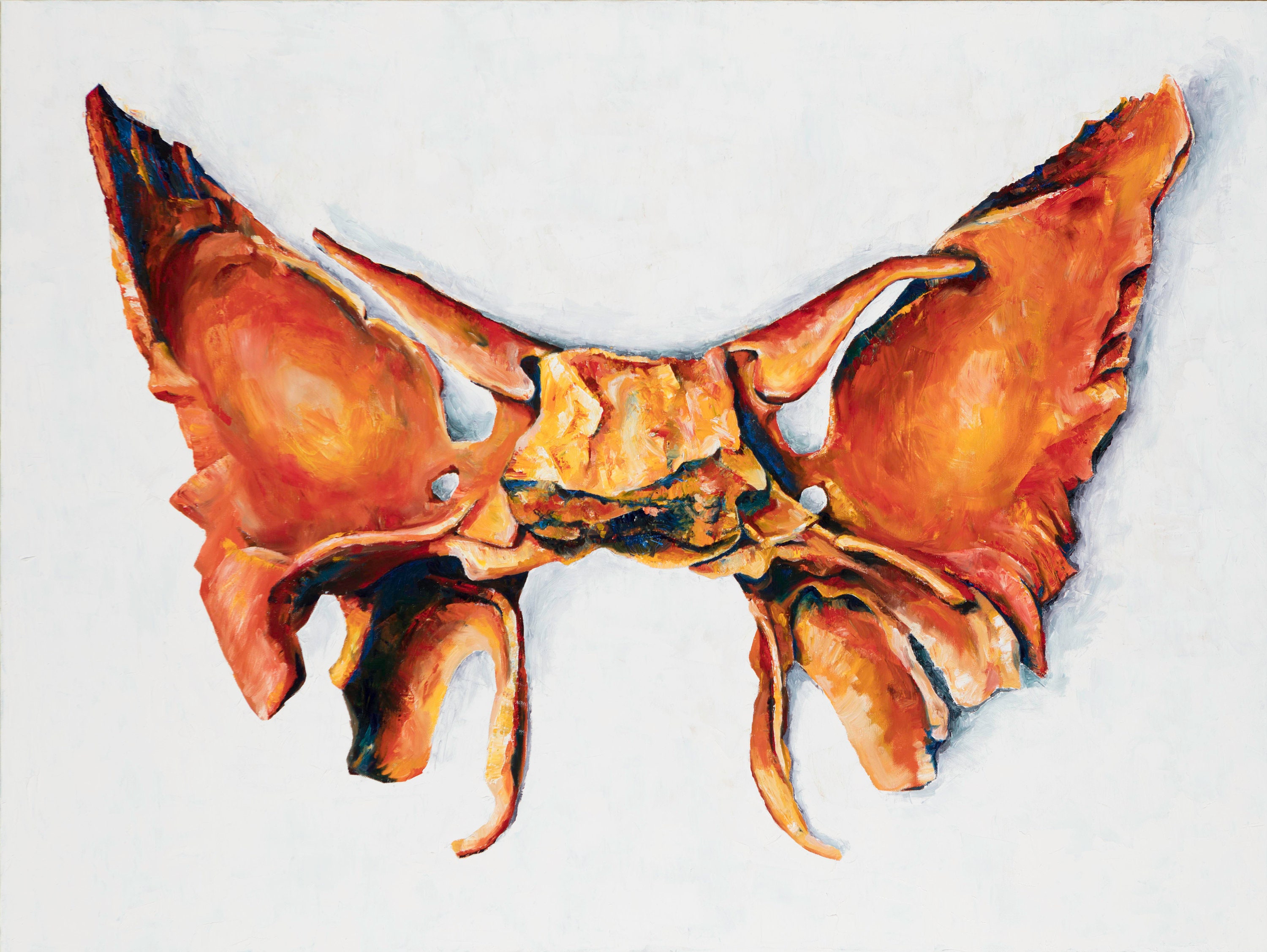Sphenoid Canvas Print - Abstract Bone Anatomy - Oil on Canvas Art Print ...