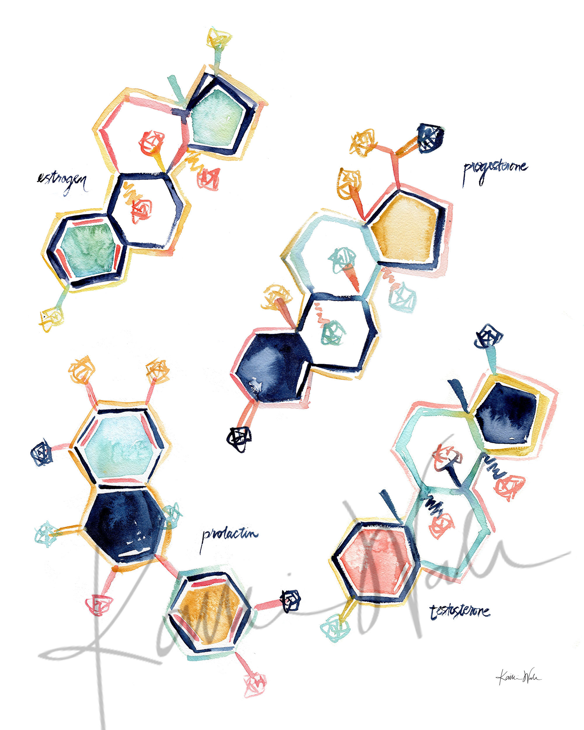Reproductive Hormones Watercolor Poster - Hormone Art - Fertility Art ...