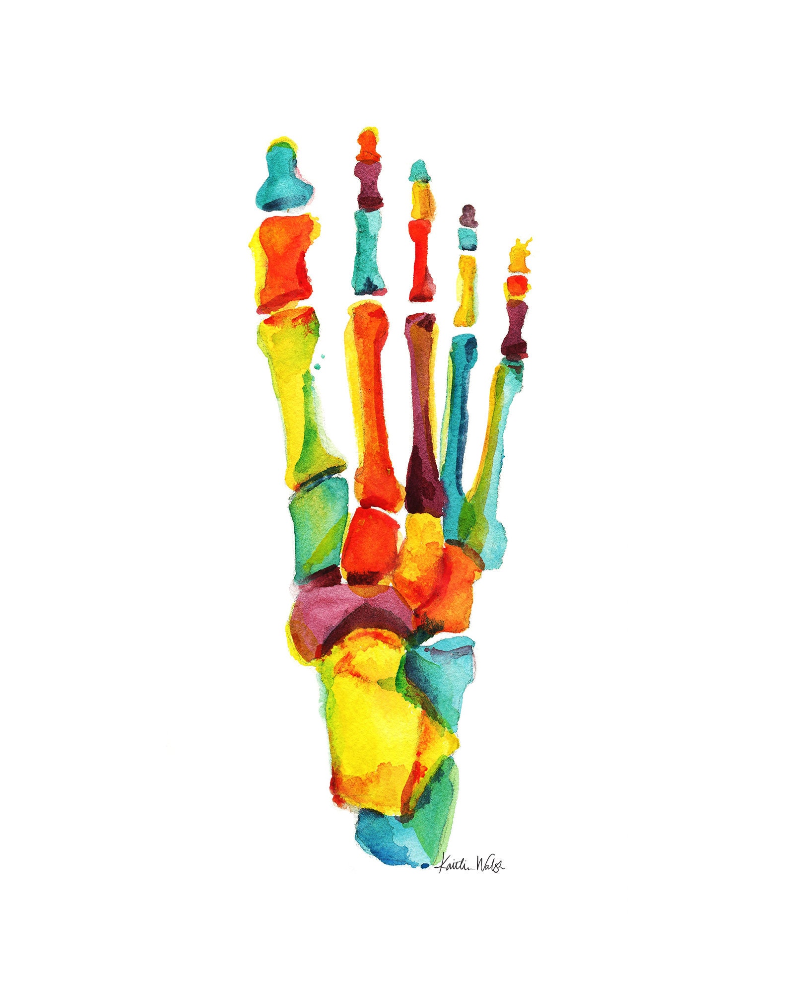 Bones of the Foot in Summer Colors Foot Anatomy Print | Etsy