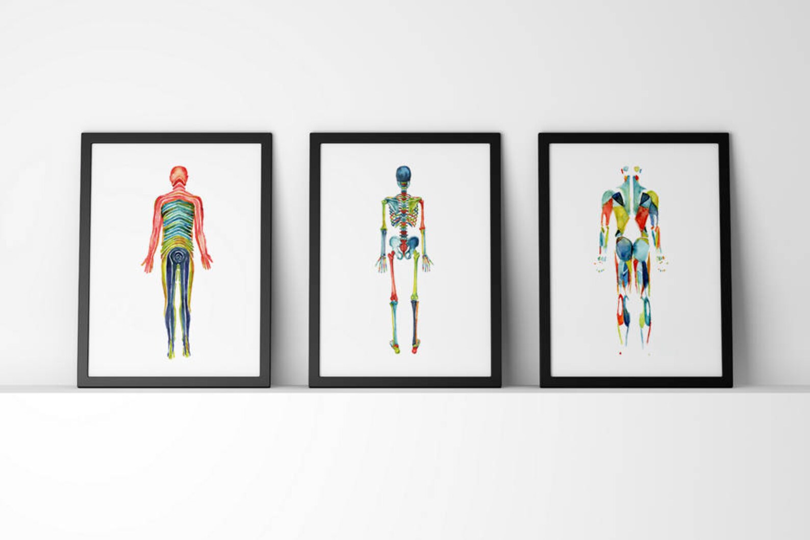 Body Systems 3-piece Watercolor Print Set Anatomy Art Set - Etsy