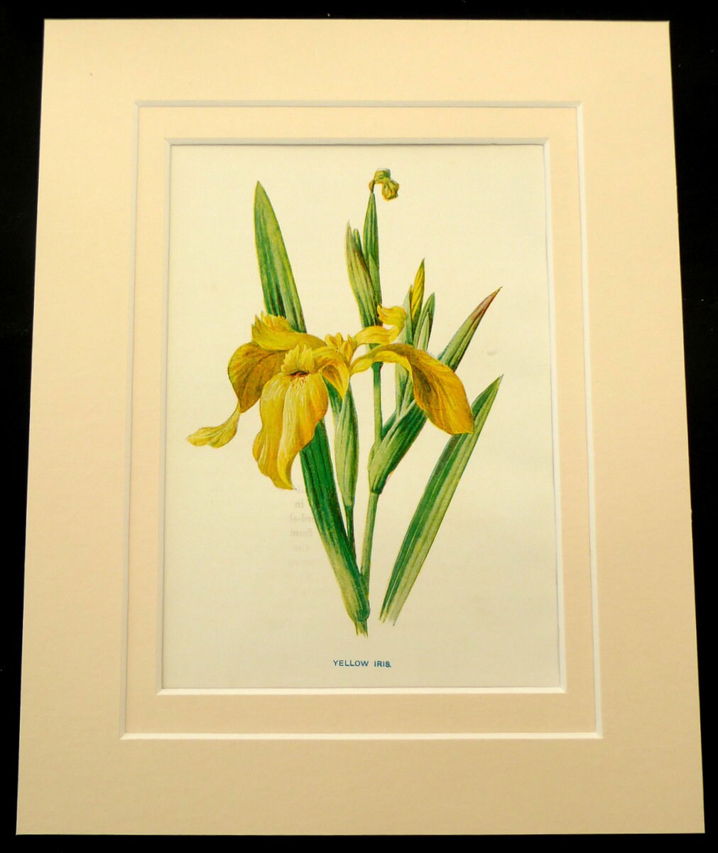 YELLOW IRIS Antique Botanical Print by Edward Hulme in Double Ivory ...