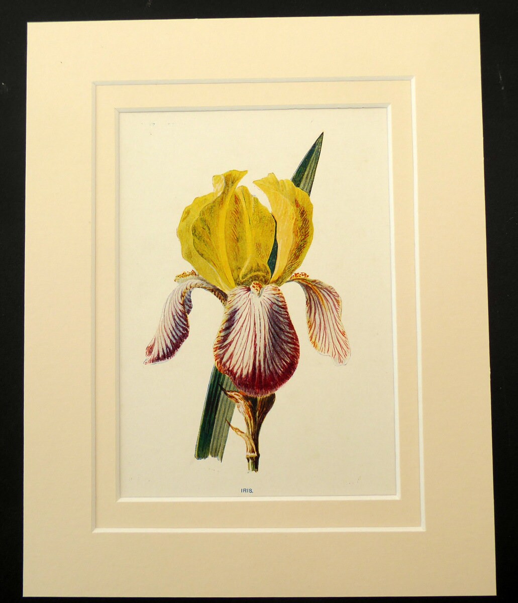 YELLOW IRIS Antique Botanical Print by Edward Hulme in Double Ivory ...
