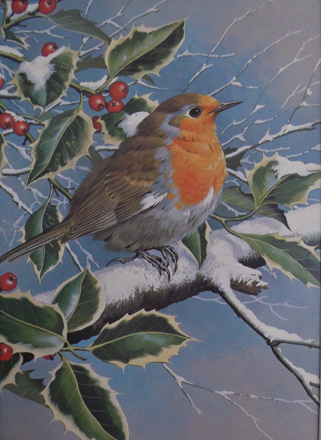 ROBIN 1980 Vintage Bird Print by Basil Ede 14 X 11 Ivory Mount / Matted ...