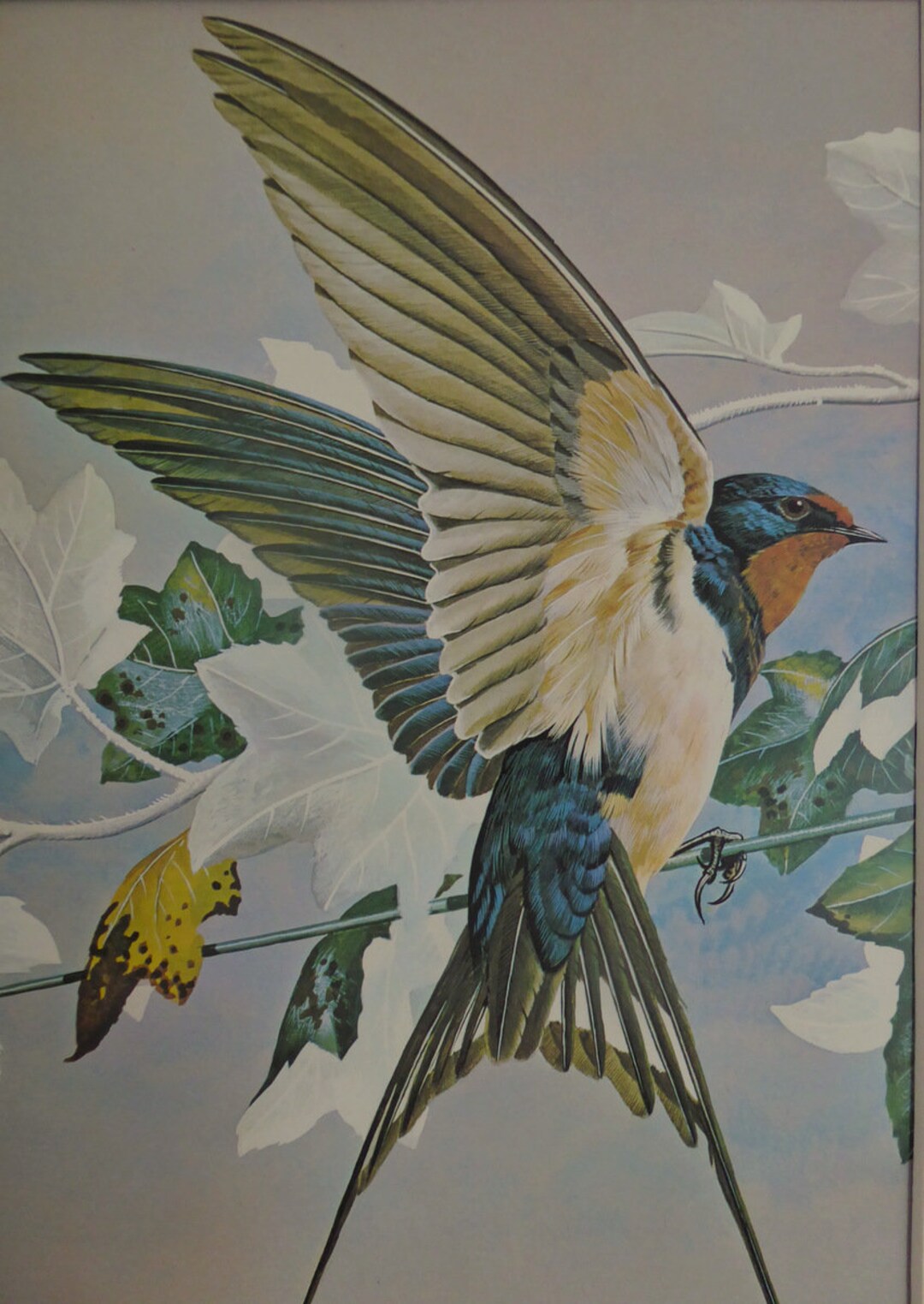 SWALLOW 1980 Vintage Bird Print by Basil Ede 14 X 11 Ivory Mount ...
