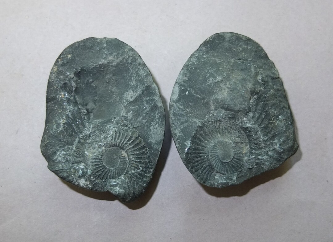 Salagrama Shaligram Fossilized Shell, Iconic Symbol of the God Vishnu ...