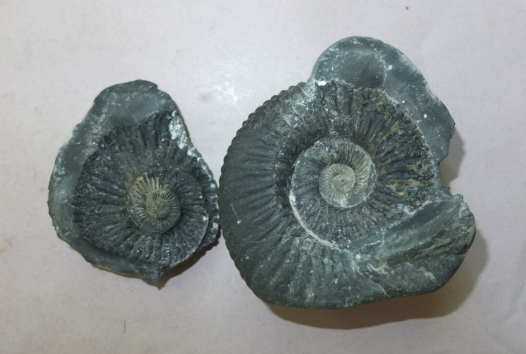 Salagrama Shaligram Fossilized Shell, Iconic Symbol of the God Vishnu ...