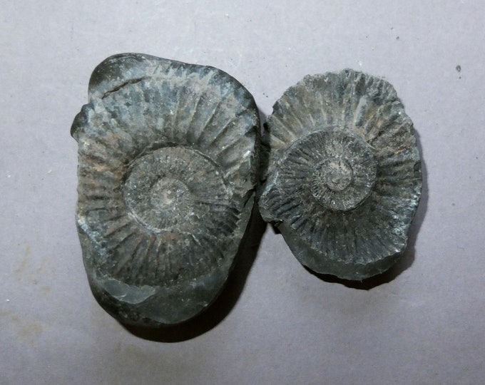 Salagrama Shaligram Fossilized Shell, Iconic Symbol of the God Vishnu ...