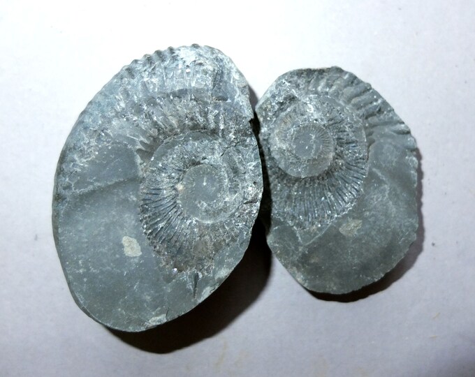 Salagrama Shaligram Fossilized Shell Iconic Symbol of the God - Etsy