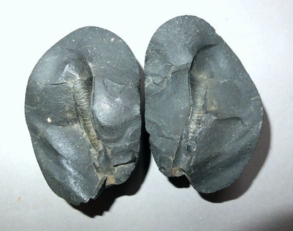 Shivling Lingam Salagrama Shaligram Kult symbol aus Nepal | Etsy