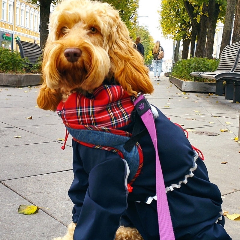 BestDogRaincoats - Etsy