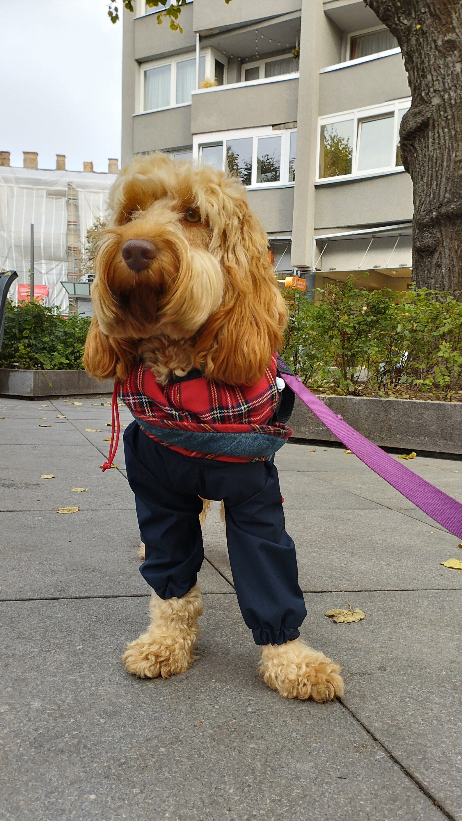 Cockapoo Waterproof Dog Overall: Custom Reflective Raincoat With Snood ...