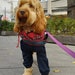 Cockapoo Waterproof Dog Overall: Custom Reflective Raincoat With Snood ...