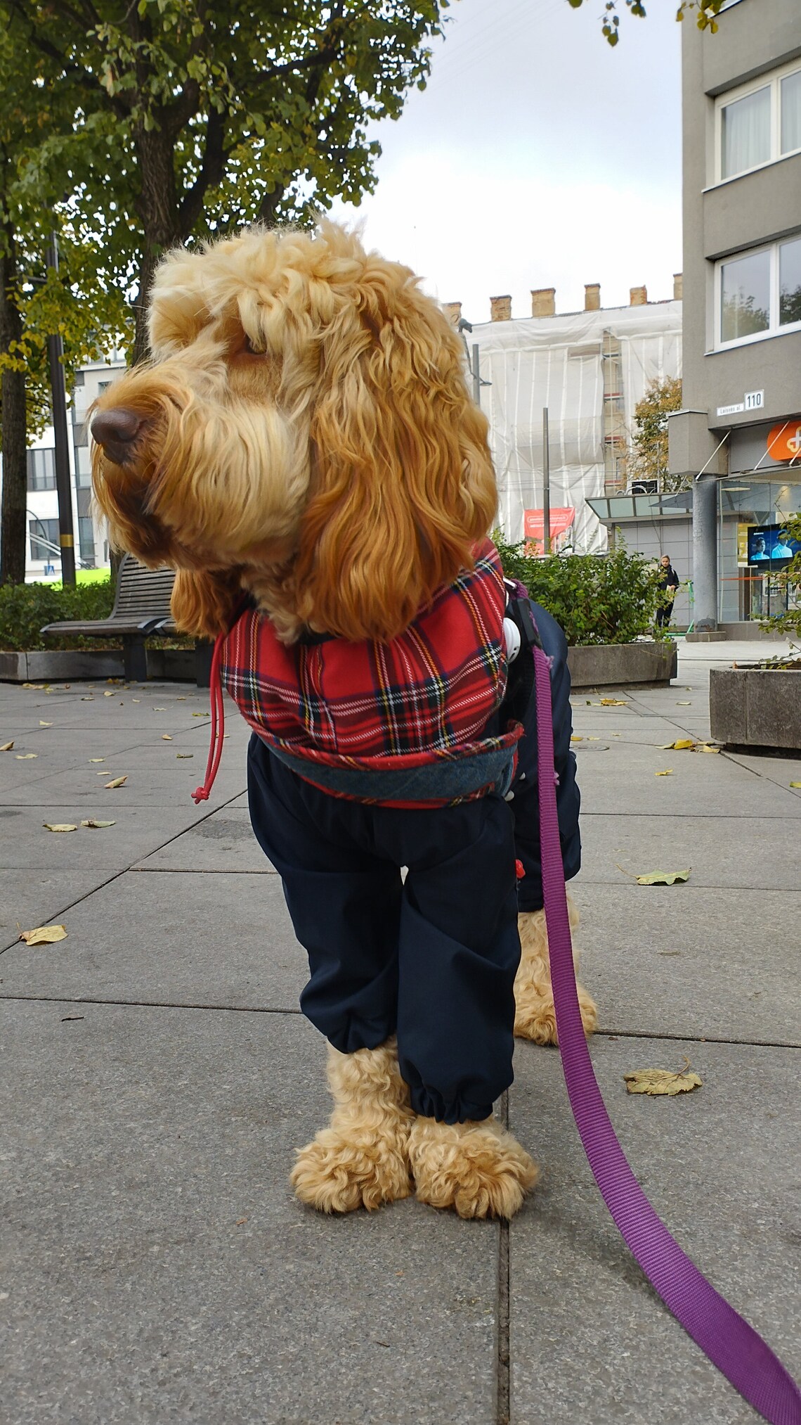 Cockapoo Waterproof Dog Overall: Custom Reflective Raincoat With Snood ...