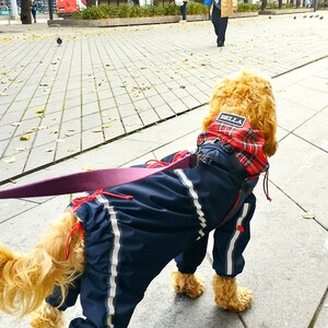 Cockapoo Waterproof Dog Overall: Custom Reflective Raincoat With Snood ...