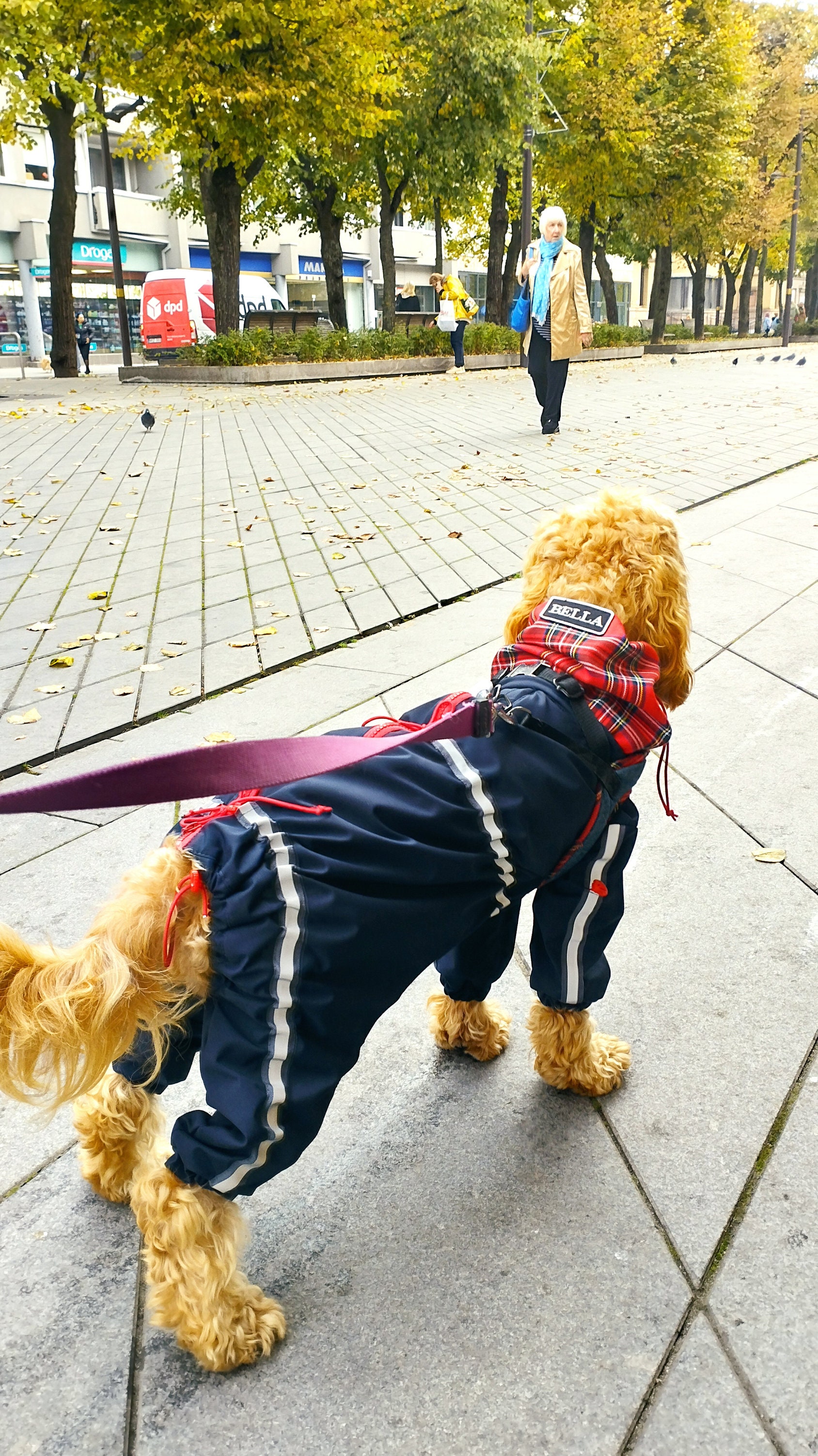 Cockapoo Waterproof Dog Overall: Custom Reflective Raincoat With Snood ...