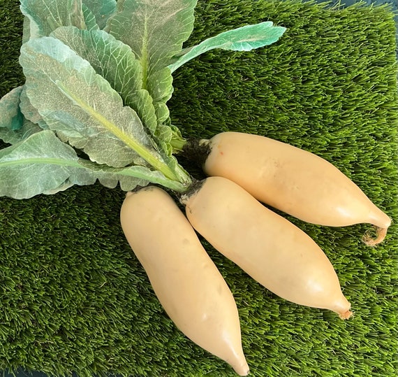 Trio of Large Artificial Daikon Radishes - Etsy