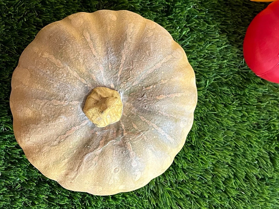 One Large Polystyrene Gourd / Pumpkin - Etsy