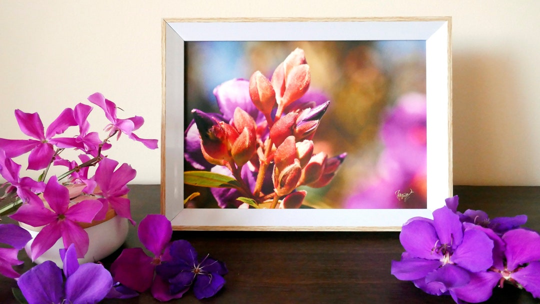 Valentines Day Botanical Photo Print, Buddies - Tibouchina Flower Buds ...