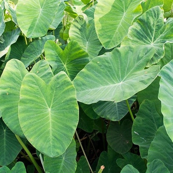 Elephant Ear Runners - Etsy