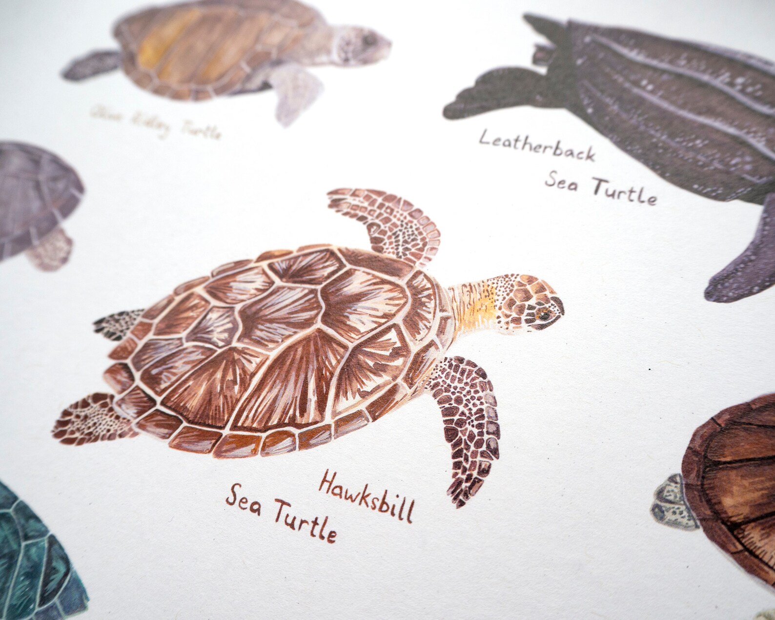 Sea Turtles A4 or A3 Print // Painting Art Print of Sea | Etsy