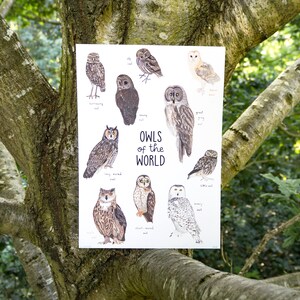 Owls of the World Watercolour A4 or A3 Print // Painting Art Print of ...