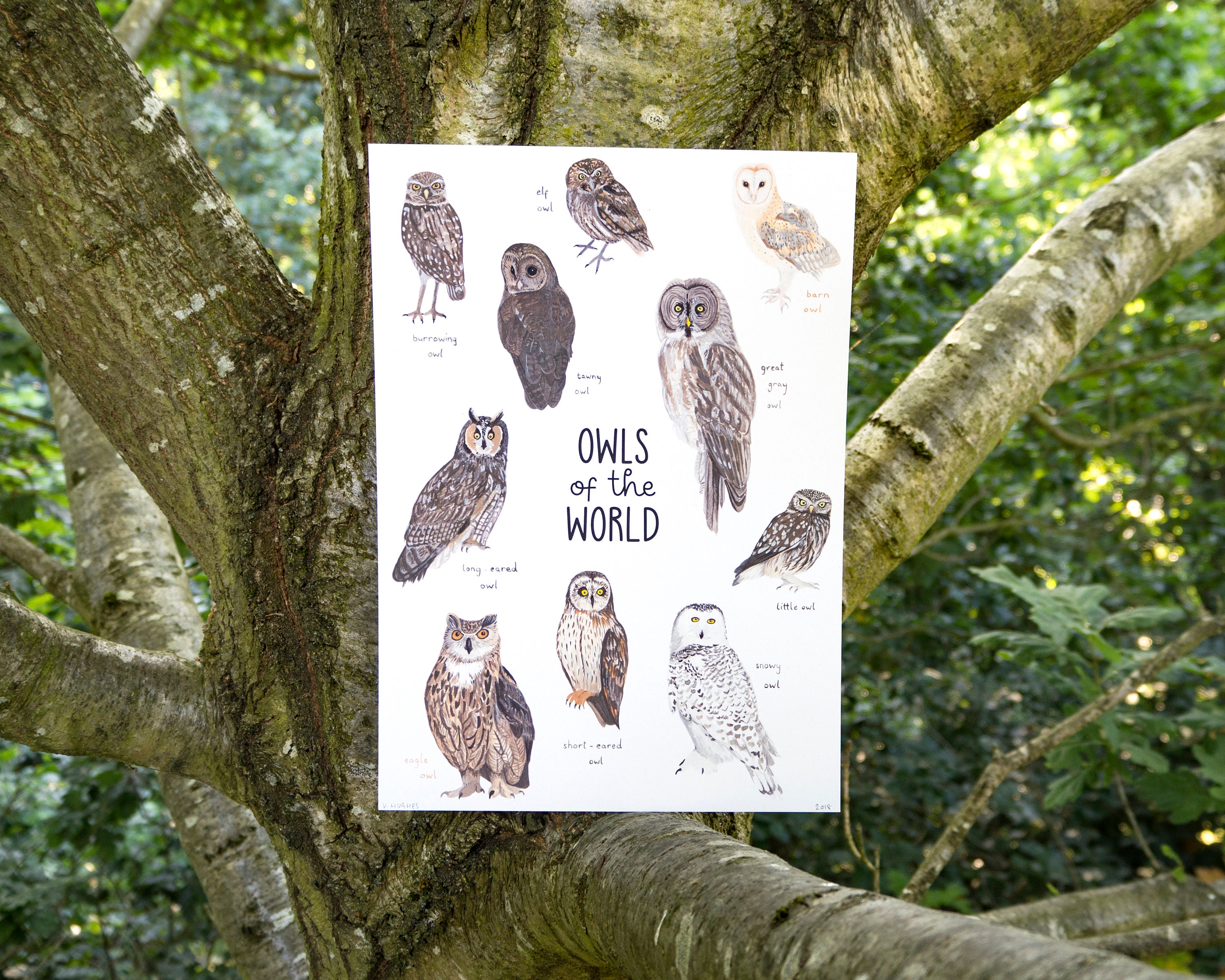 Owls of the World Watercolour A4 or A3 Print // Painting Art - Etsy