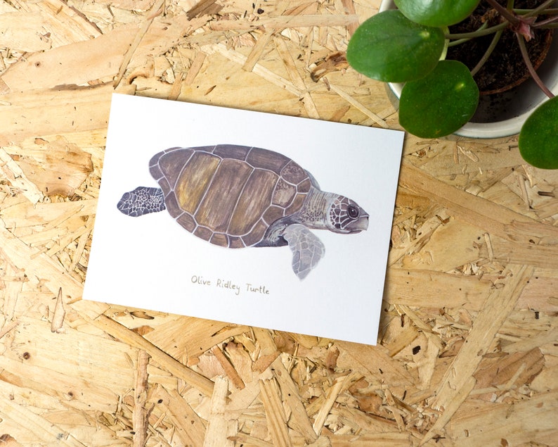 Olive Ridley Sea Turtle Illustration Print // A6 Print - Etsy