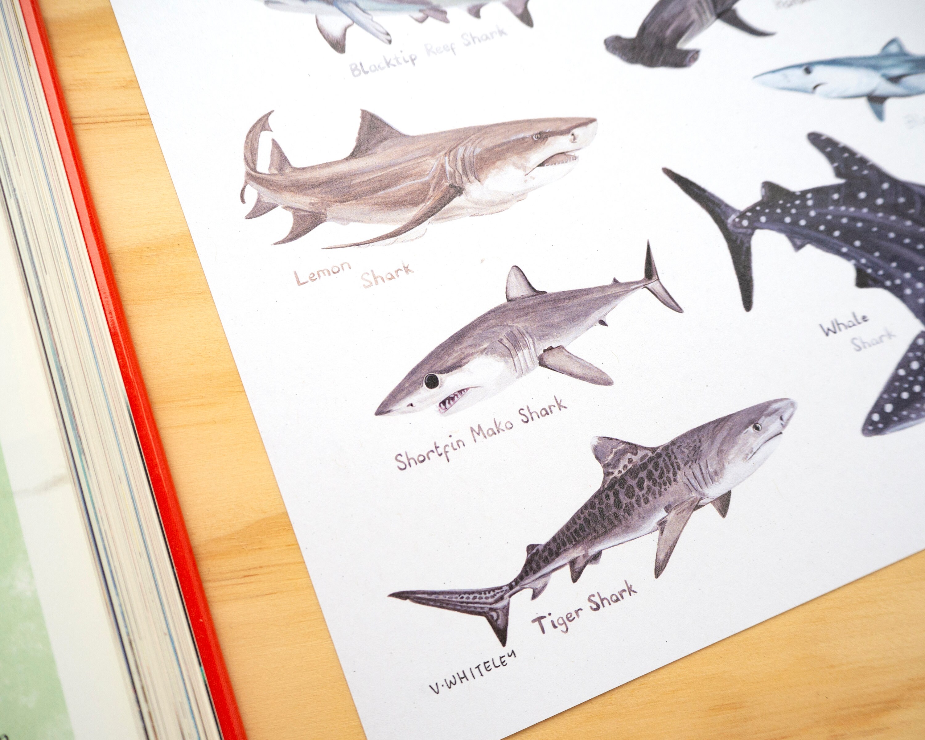 Sharks A4 or A3 Print // Painting Art Print of Sharks // Sea Creature ...