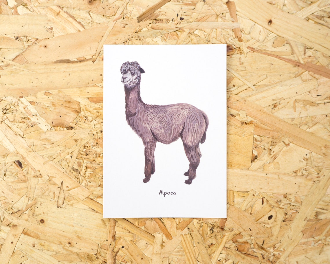 Alpaca Illustration Print // A6 Print Postcard // Alpaca - Etsy