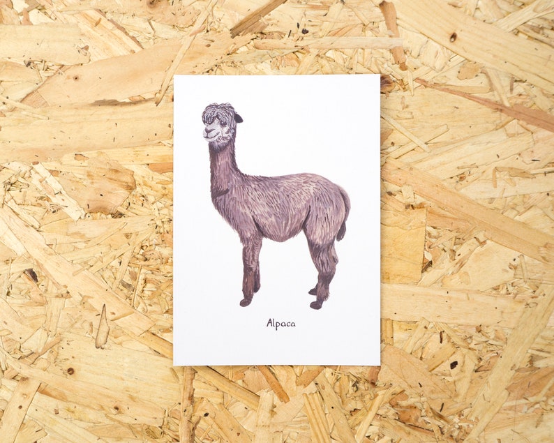 Alpaca Illustration Print // A6 Print Postcard // Alpaca - Etsy