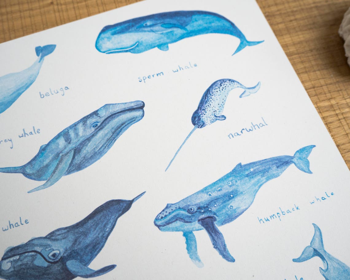Whales of the World Watercolour A4 or A3 Print // Painting Art - Etsy