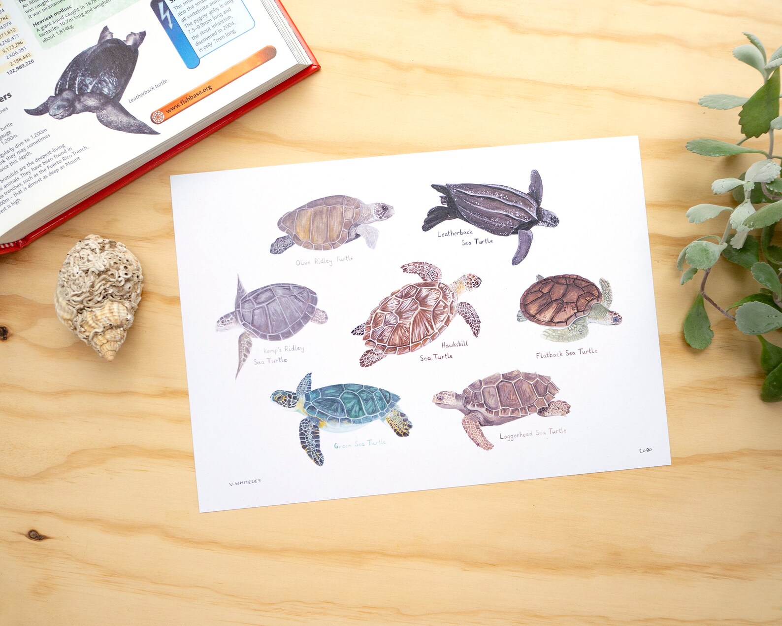 Sea Turtles A4 or A3 Print // Painting Art Print of Sea | Etsy