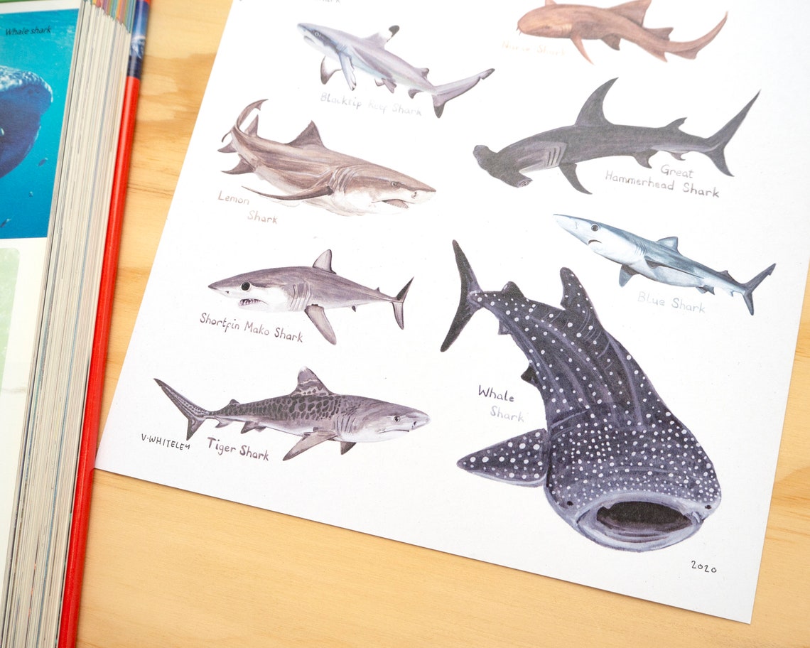 Sharks A4 or A3 Print // Painting Art Print of Sharks // Sea Creature ...