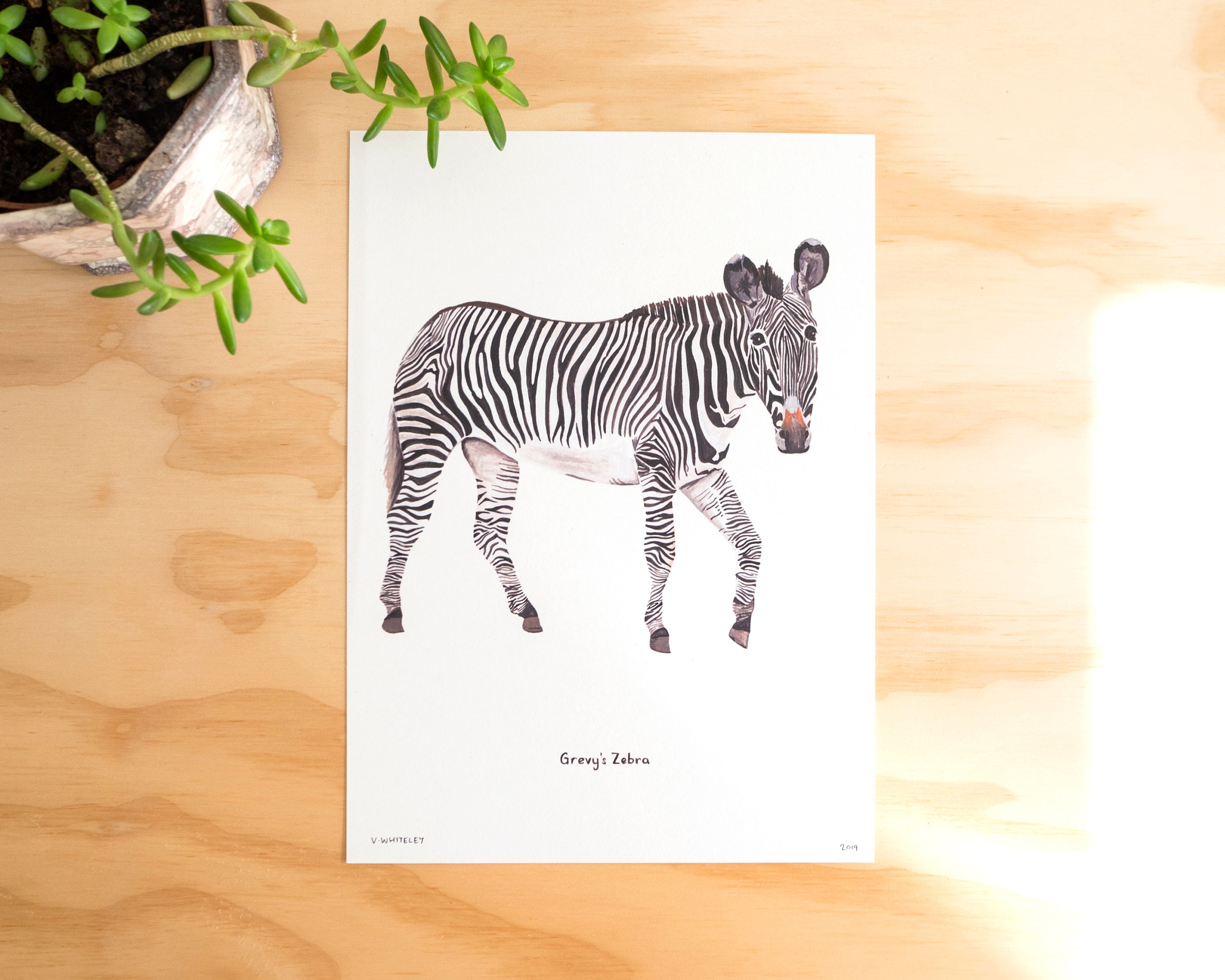 Zebra A4 Print // Painting Art Print of Grevy's Zebra // - Etsy UK