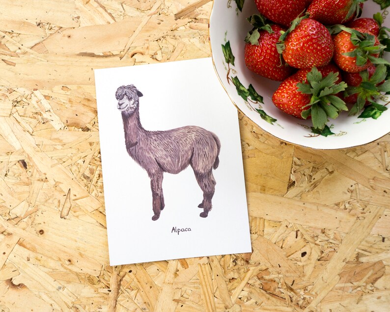 Alpaca Illustration Print // A6 Print Postcard // Alpaca - Etsy