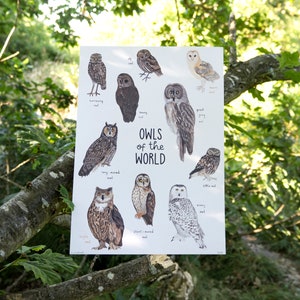 Owls of the World Watercolour A4 or A3 Print // Painting Art Print of ...