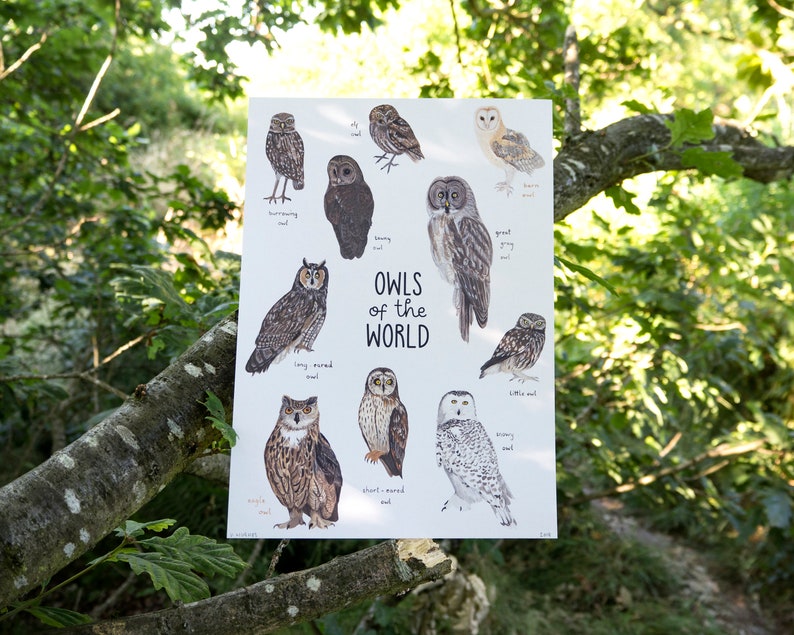 Owls of the World Watercolour A4 or A3 Print // Painting Art - Etsy