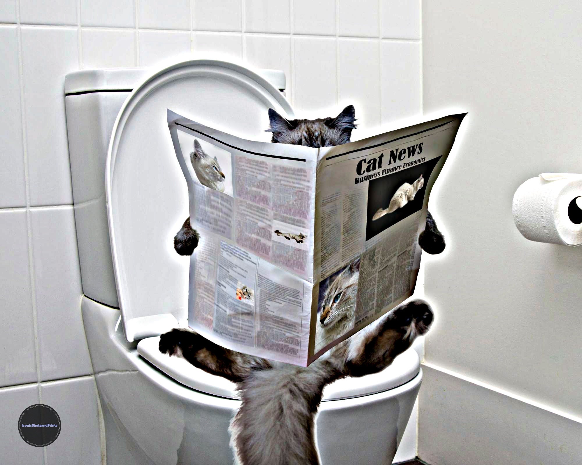 Cat Reading Newspaper