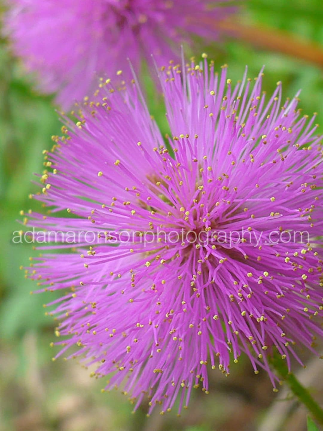 Photograph of Sensitive Briar Detail - Etsy