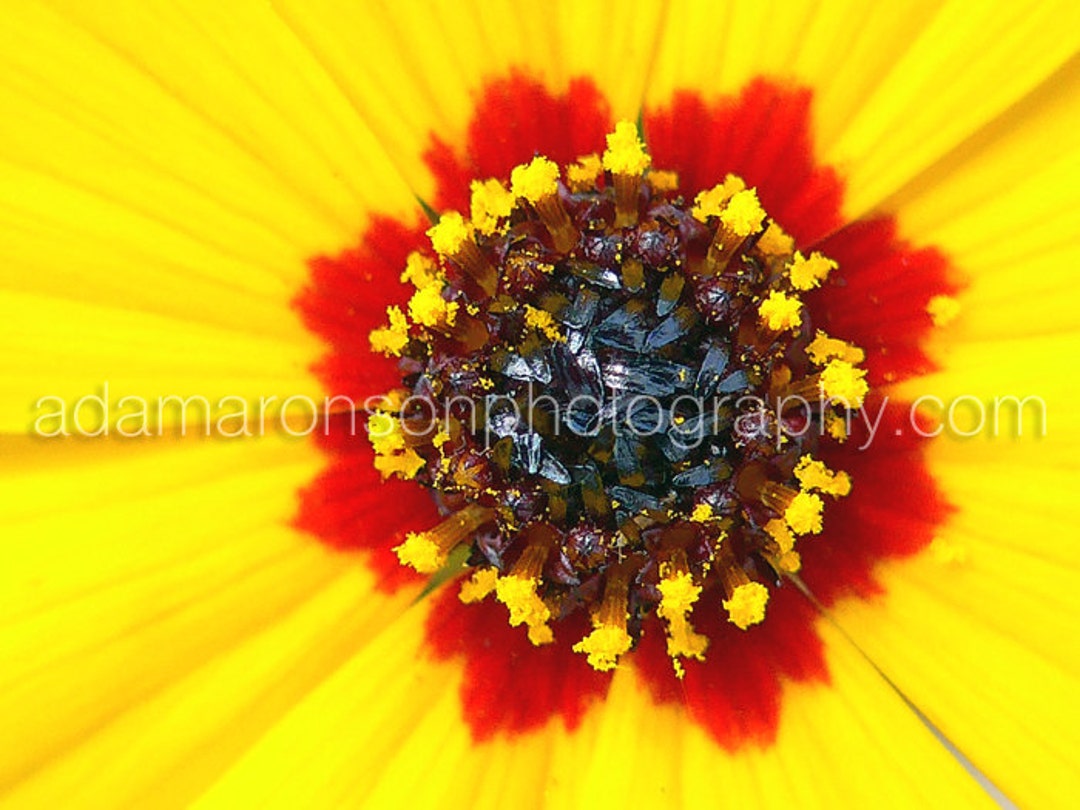 Photograph of Golden Wave Flower - Etsy