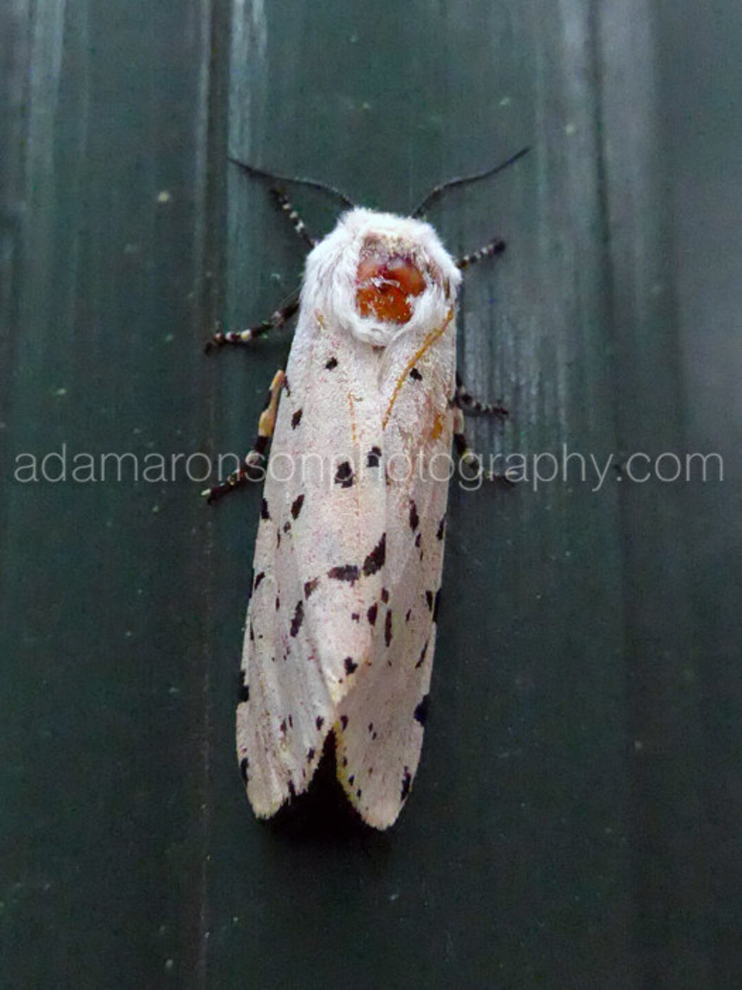Photograph of a Spotted Moth - Etsy