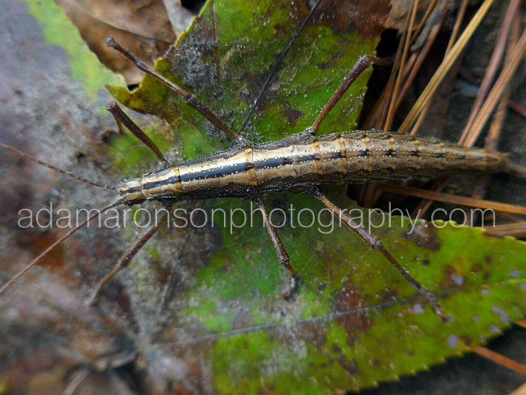 Photograph of a Brown Walking Stick Bug - Etsy