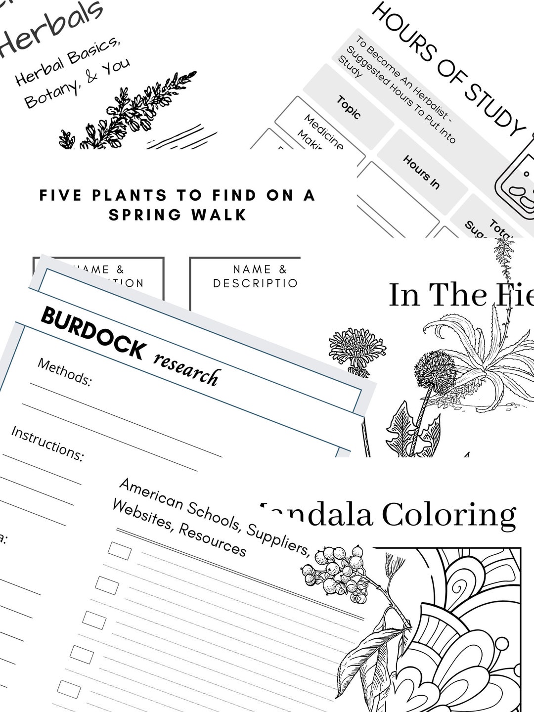 Herbal Basics, Botany and You Workbook - Self Study Guide - Etsy