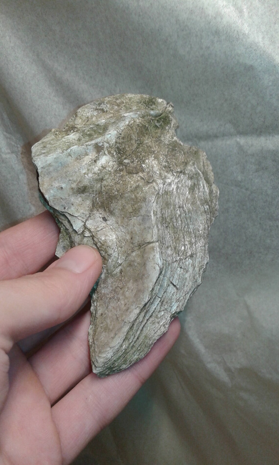 Natural Earth Gathered Ancient Sea Fossil Sedimentary Rock | Etsy UK