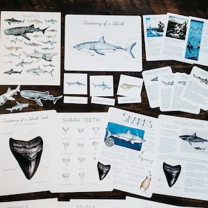Shark Unit Study Physical Bundle - Etsy