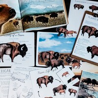 Bison Mini Unit Study, Bison Anatomy, Hoemschool Nature Study, North ...