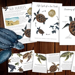 Sea Turtle Unit Study - Etsy