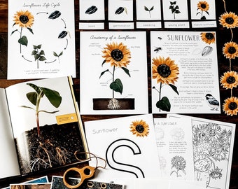 Sunflower Nature Study Printables Educational Learning Unit - Etsy
