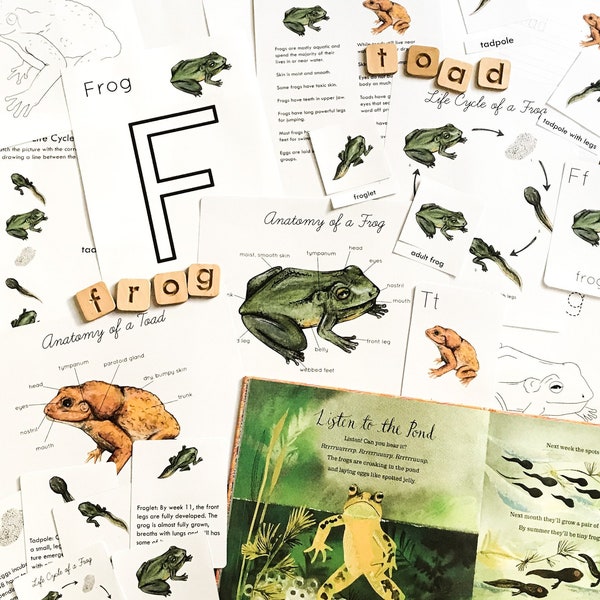 Foldable Frog Life Cycle Learning Activity for Kids A4 and - Etsy Singapore